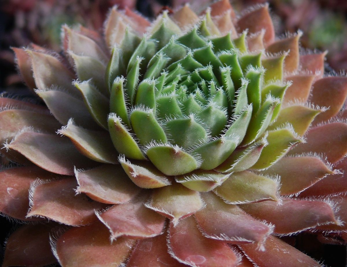 Sempervivum 'Deep Fire'